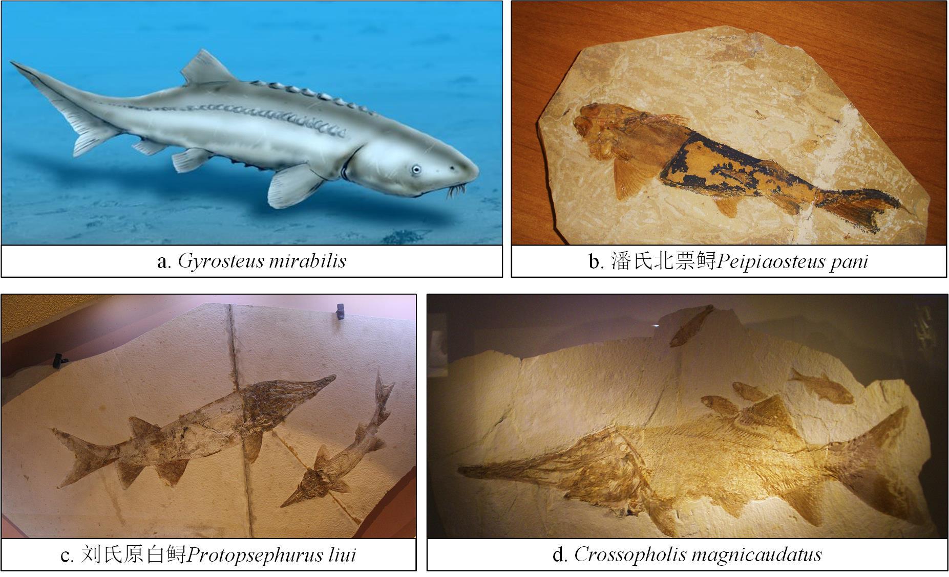 【动物分类志】辐鳍鱼纲 · 鲟形目 - 知乎
