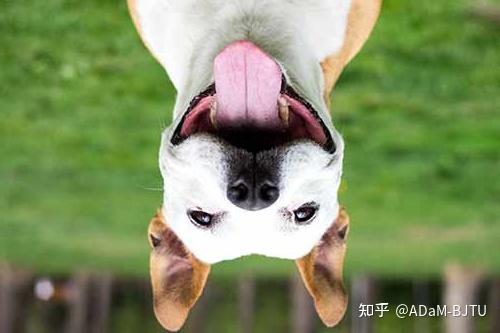 Albumentation文档 - 知乎