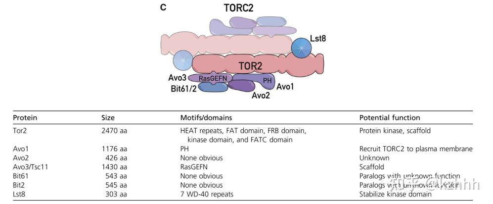 “雷帕霉素靶蛋白（TOR）” ——细胞生长与分裂的控制之门 - 知乎