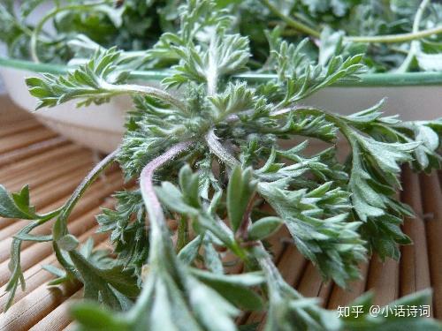 《诗经·采蘩》：诗经中的美学，采摘白蒿的人影，加工白蒿的身影，是流动的身影，是流光溢彩的美 - 知乎