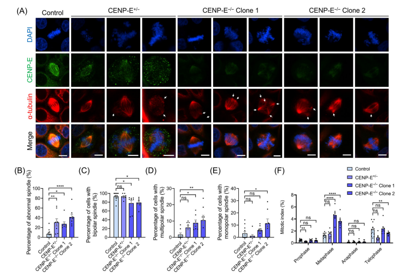 【文献解读】CRISPR筛选技术揭示CENP-E在细胞分裂中的新功能 - 知乎