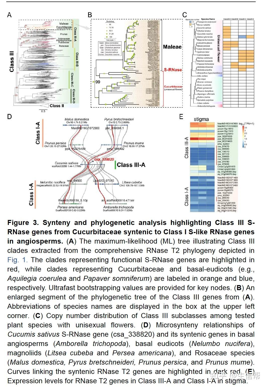 【基因家族】130个被子植物S-RNase基因家族进化分析 - 知乎