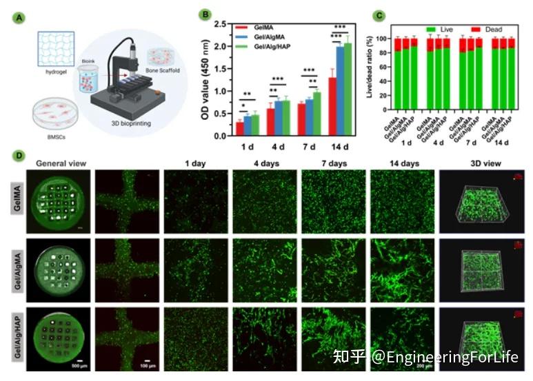 GelMA水凝胶，再次登顶AM - 知乎