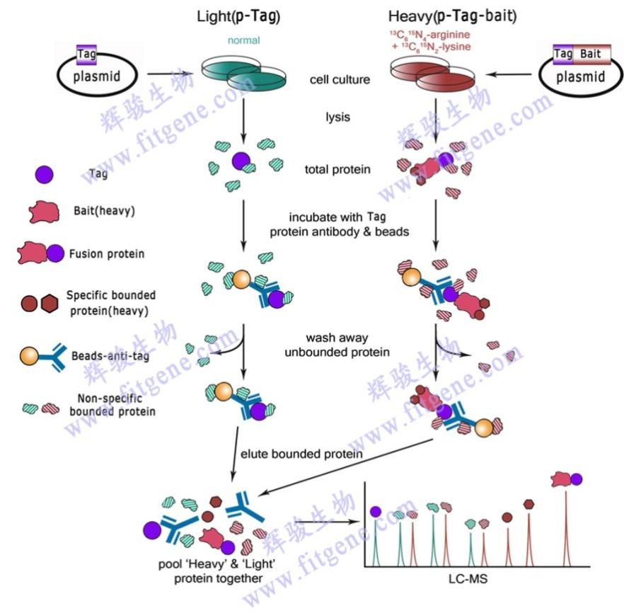 蛋白互作专题实验系列（第6堂）SILAC-IP/P - 知乎