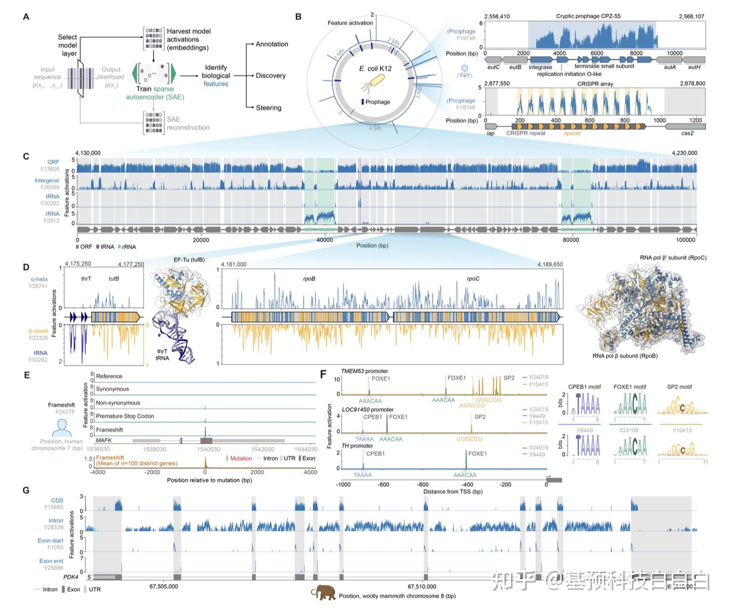 基因组学大语言模型Evo2 - 知乎