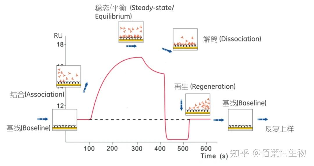 蛋白与蛋白亲和力检测(SPR法)实验服务 - 知乎