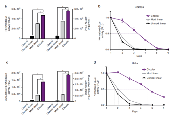 【耀文解读】环状mRNA篇｜环状RNA（circRNA）的设计：如何提高成环率和蛋白翻译效率？ - 知乎