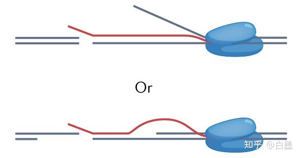 一文读懂 R-loops （图文详解） - 知乎