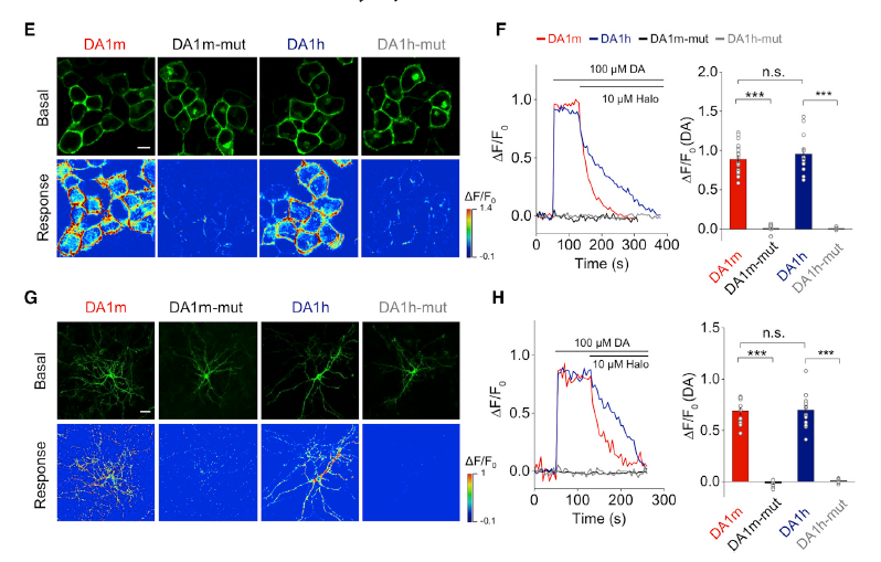神经递质探针 - 知乎