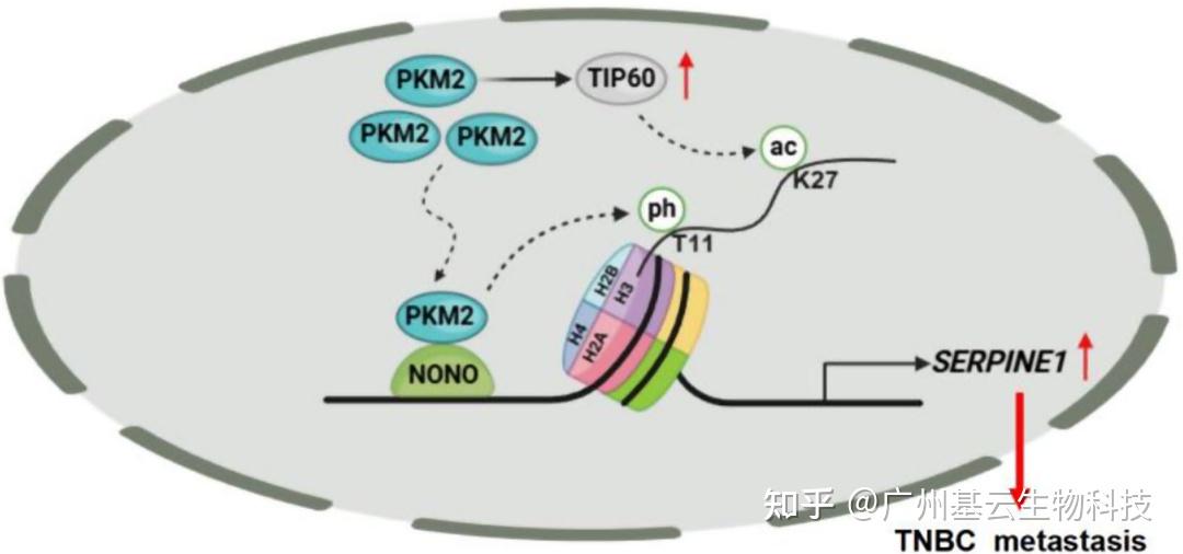 《J Exp Clin Cancer Res》解读：NONO 与核 PKM2 互作并介导组蛋白 H3 磷酸化促进三阴性乳腺癌转移 - 知乎