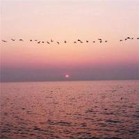 光学显微镜分析：JOMESA HFD - 知乎