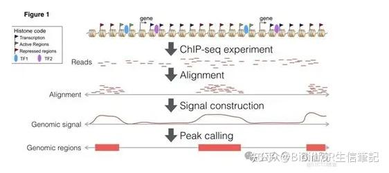 Chip-seq上游分析流程 （附代码） | 从fq到数据 - 知乎