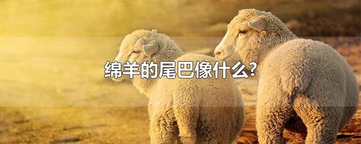 绵羊的尾巴是什么样子的？ - 知乎