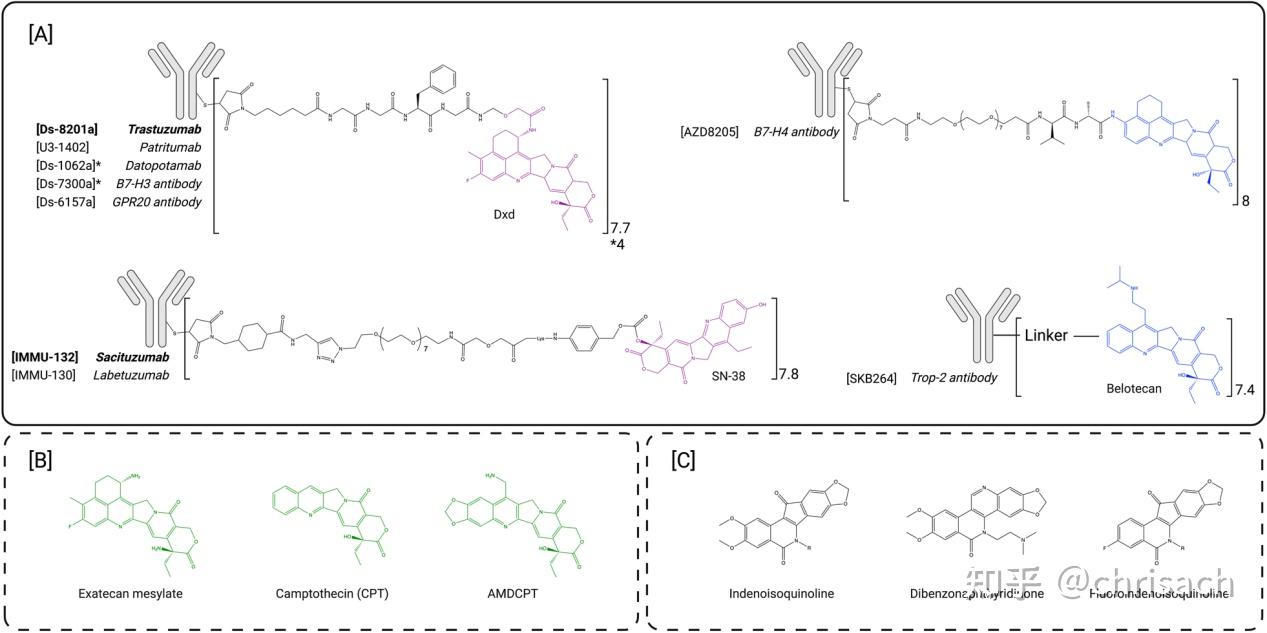 ADC药物Payload详解 - 知乎