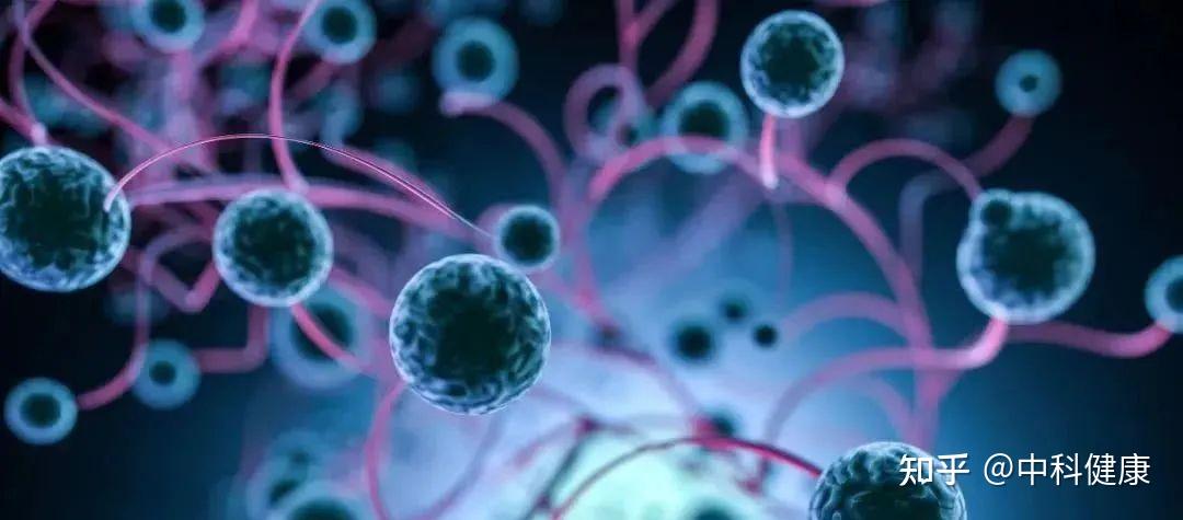 细胞科普 | 一文看懂，NK细胞和NKT细胞到底有什么区别？ - 知乎