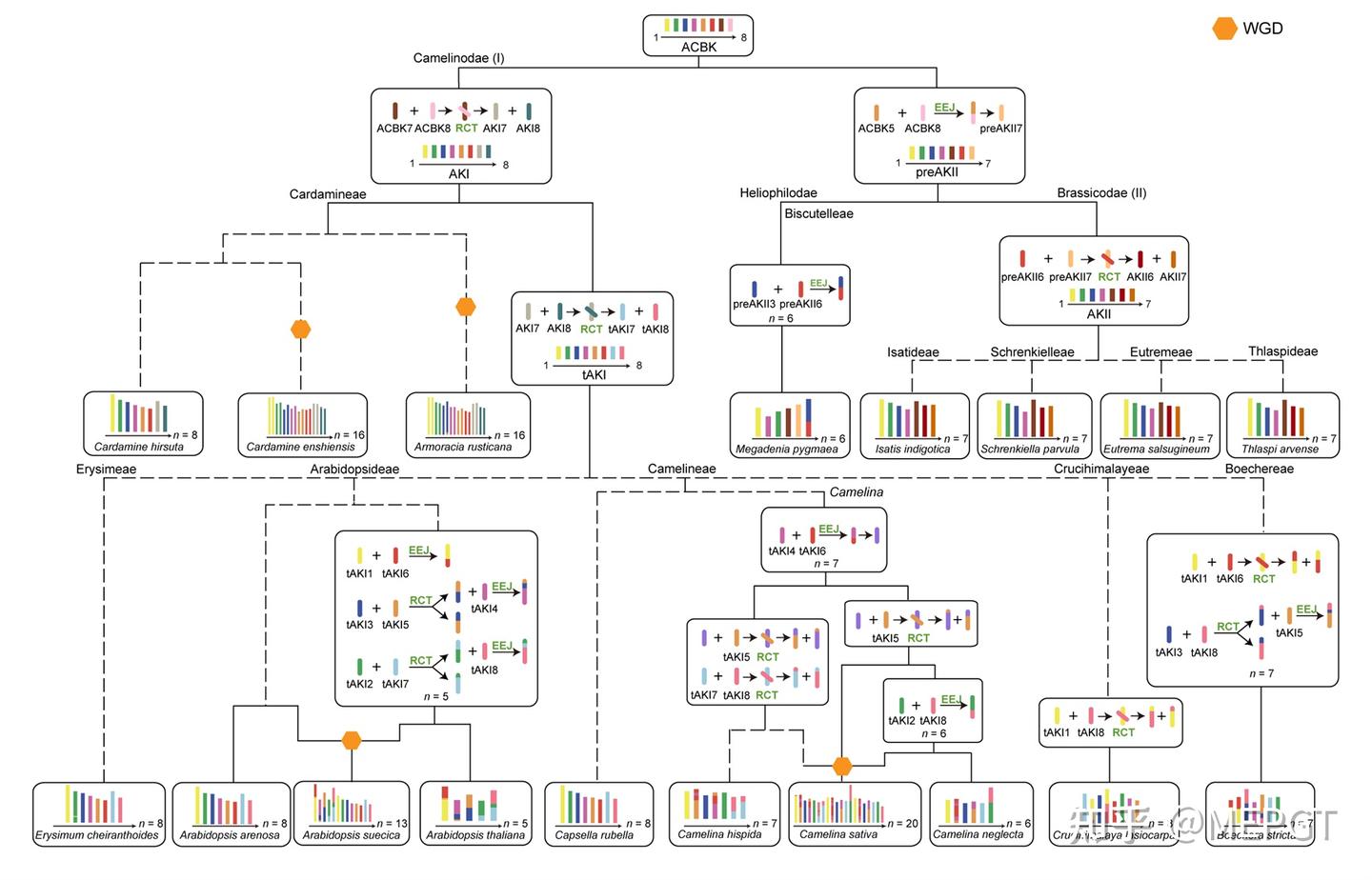 解开染色体演化的奥秘：以融合位点重构祖先核型！ - 知乎