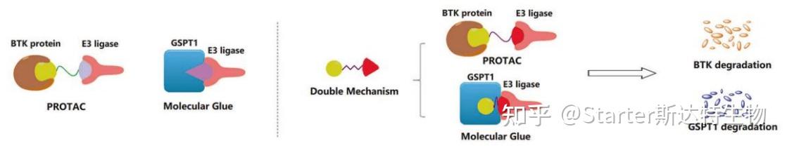 揭秘GSPT1：肿瘤治疗的黄金靶点 - 知乎