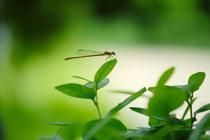 鸿蒙OpenHarmony【AppStorageV2: 应用全局UI状态存储】 状态管理V2试用版 - 知乎