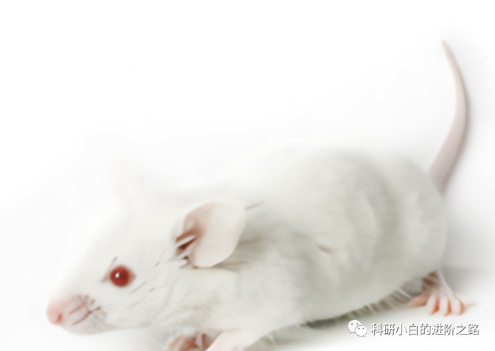 用于免疫研究的小鼠模型 - 知乎