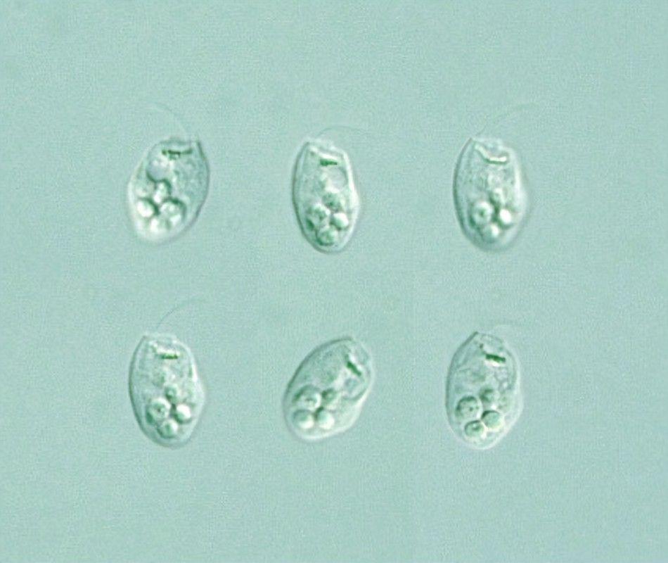 【古菌域全系列14】隐藻界Cryptista：隐于世间而影响世界 - 知乎