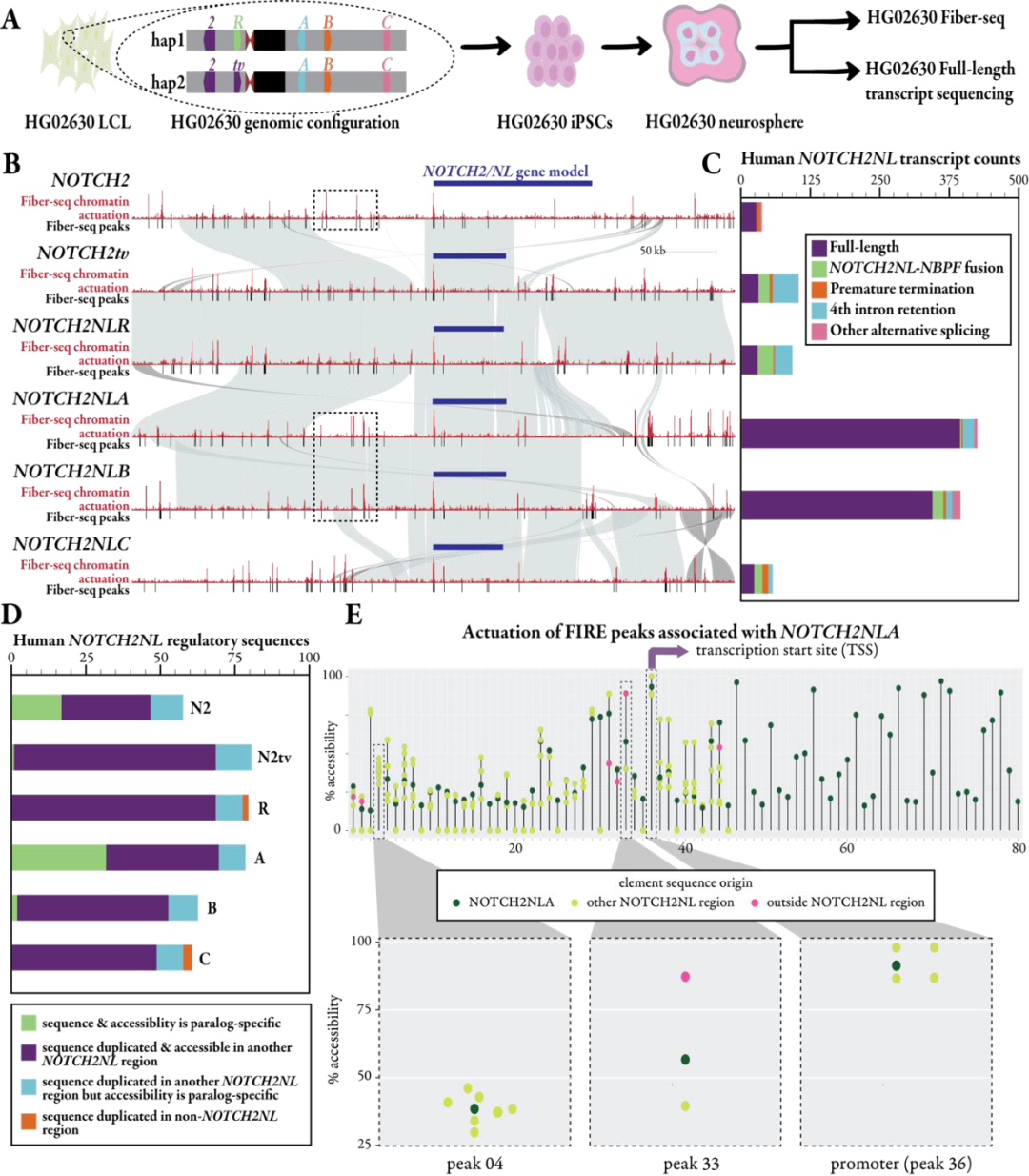 贝瑞基因深度解析：表观研究新宠Fiber-seq，凭什么脱颖而出？ - 知乎