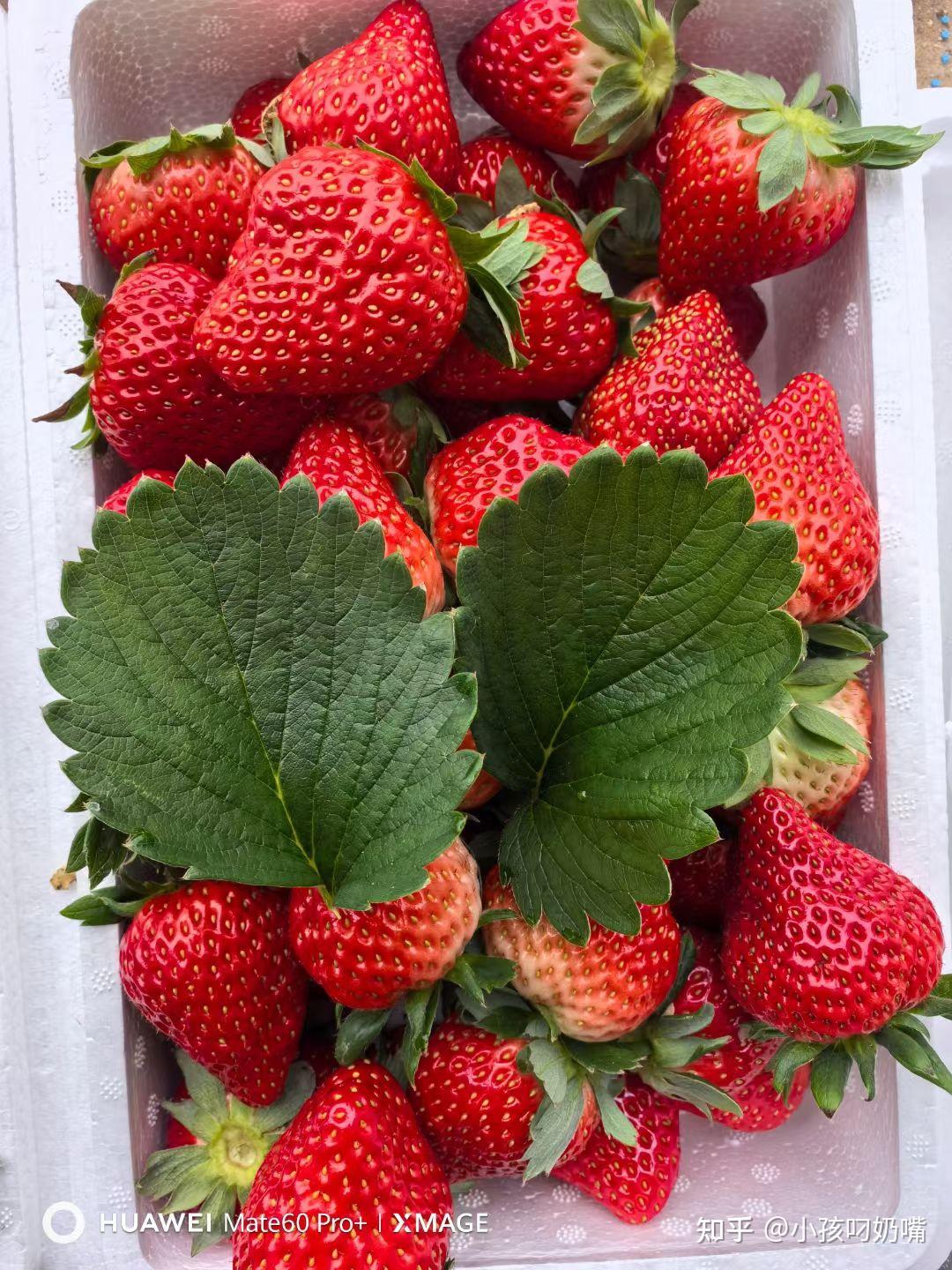丹东九九草莓 - 知乎