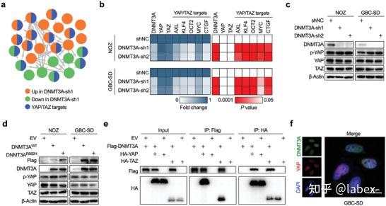 LabEx PCR array检测平台助力胆囊癌研究 - 知乎