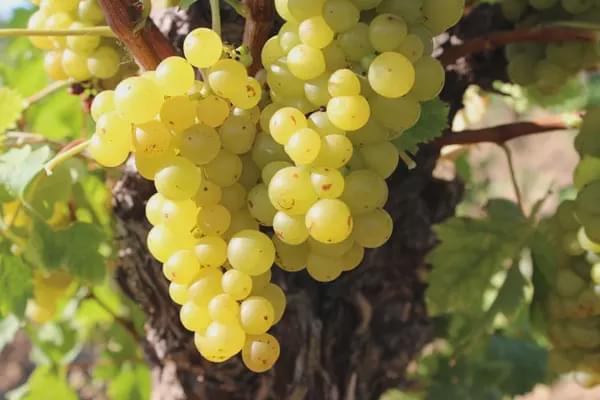 Muscat、Moscato、Muscadelle 和 Muscadet 有啥区别？ - 知乎
