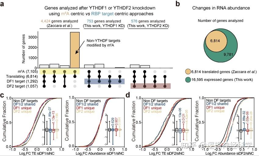 Genome Biol︱芝加哥大学何川团队解析YTHDF家族蛋白功能的“不同”与“同” - 知乎