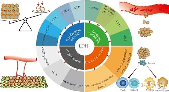 听说LDH可是肿瘤面前的“红人”，你不懂它，怎么攻克肿瘤？ - 知乎