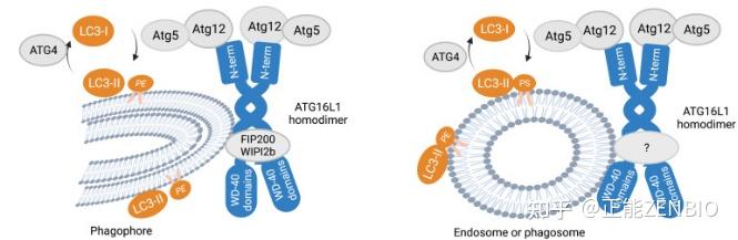LC3蛋白：细胞自噬中的关键执行者 - 知乎
