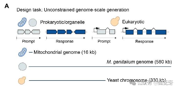 Evo2：跨生命领域的基因组“造物主”模型 - 知乎