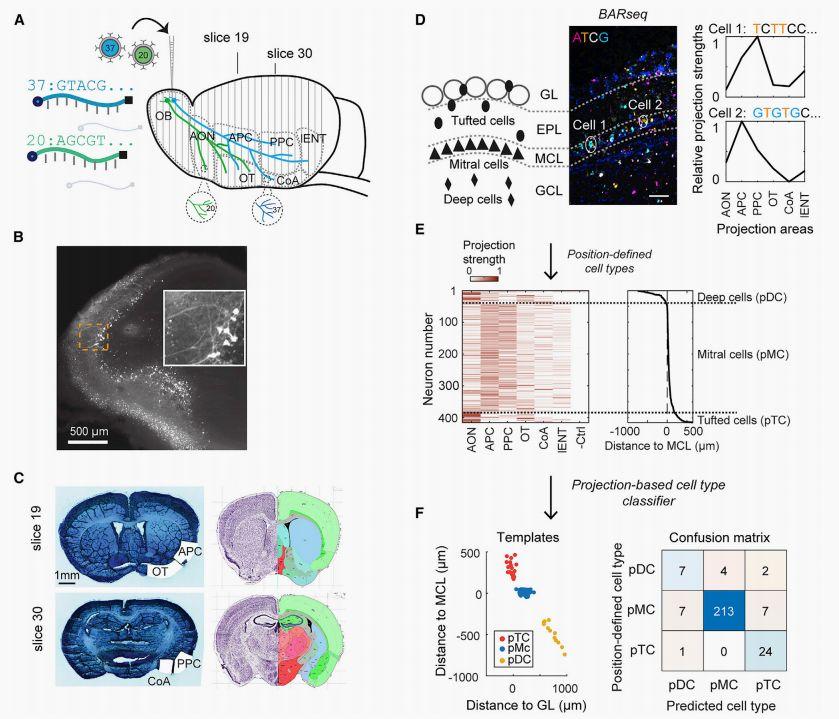 Cell：更大数据分析揭示嗅球-皮层的单细胞水平空间投射奥秘 - 知乎