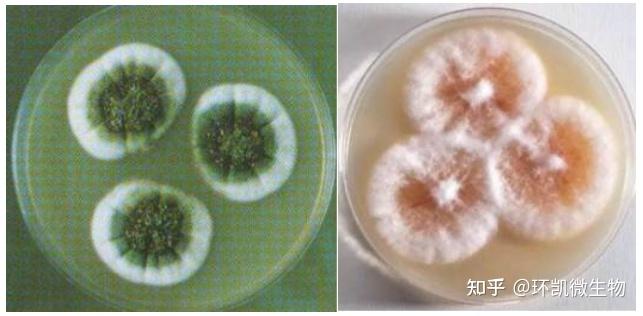 常见霉菌形态描述及典型菌落图片汇总！ - 知乎