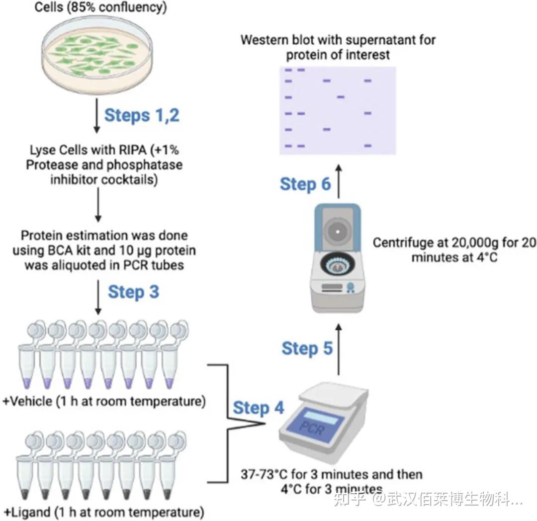 细胞热迁移技术(cell thermal shift assay, CETSA)鉴定蛋白与化合物结合 - 知乎