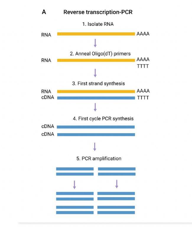 PCR、qPCR 和 RT-PCR |MedChemExpress (MCE) - 知乎
