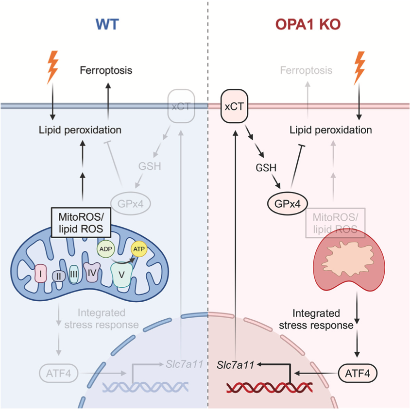 Molecular Cell丨线粒体动力蛋白OPA1对铁死亡的调控作用 - 知乎