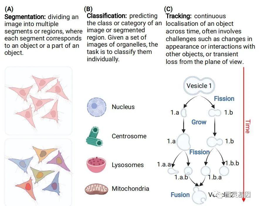 Tre Cell Bio | 英国女科学家：AI分析细胞形态变化的机遇与挑战 - 知乎