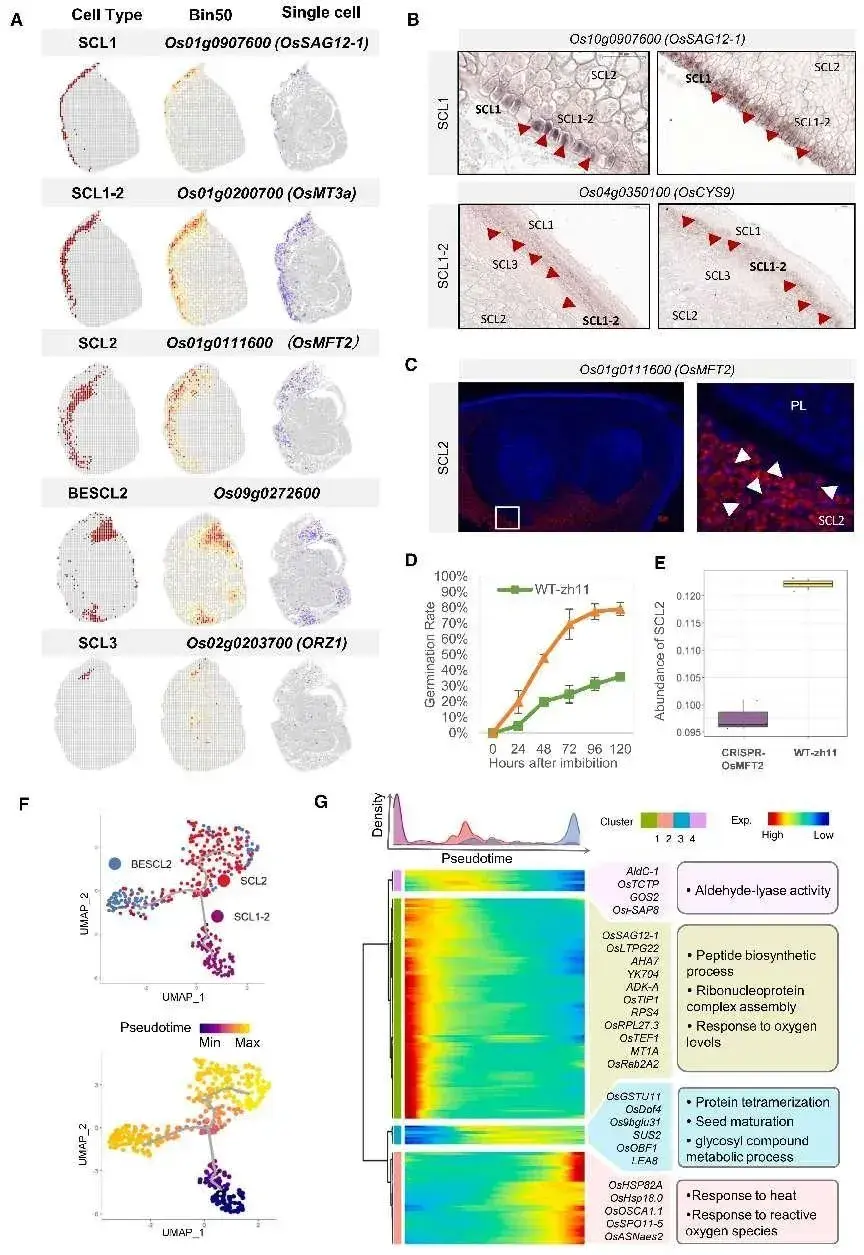 Developmental Cell封面 | Stereo-seq助力绘制水稻种胚单细胞分辨率空间转录组图谱 - 知乎