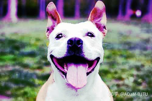 Albumentation文档 - 知乎