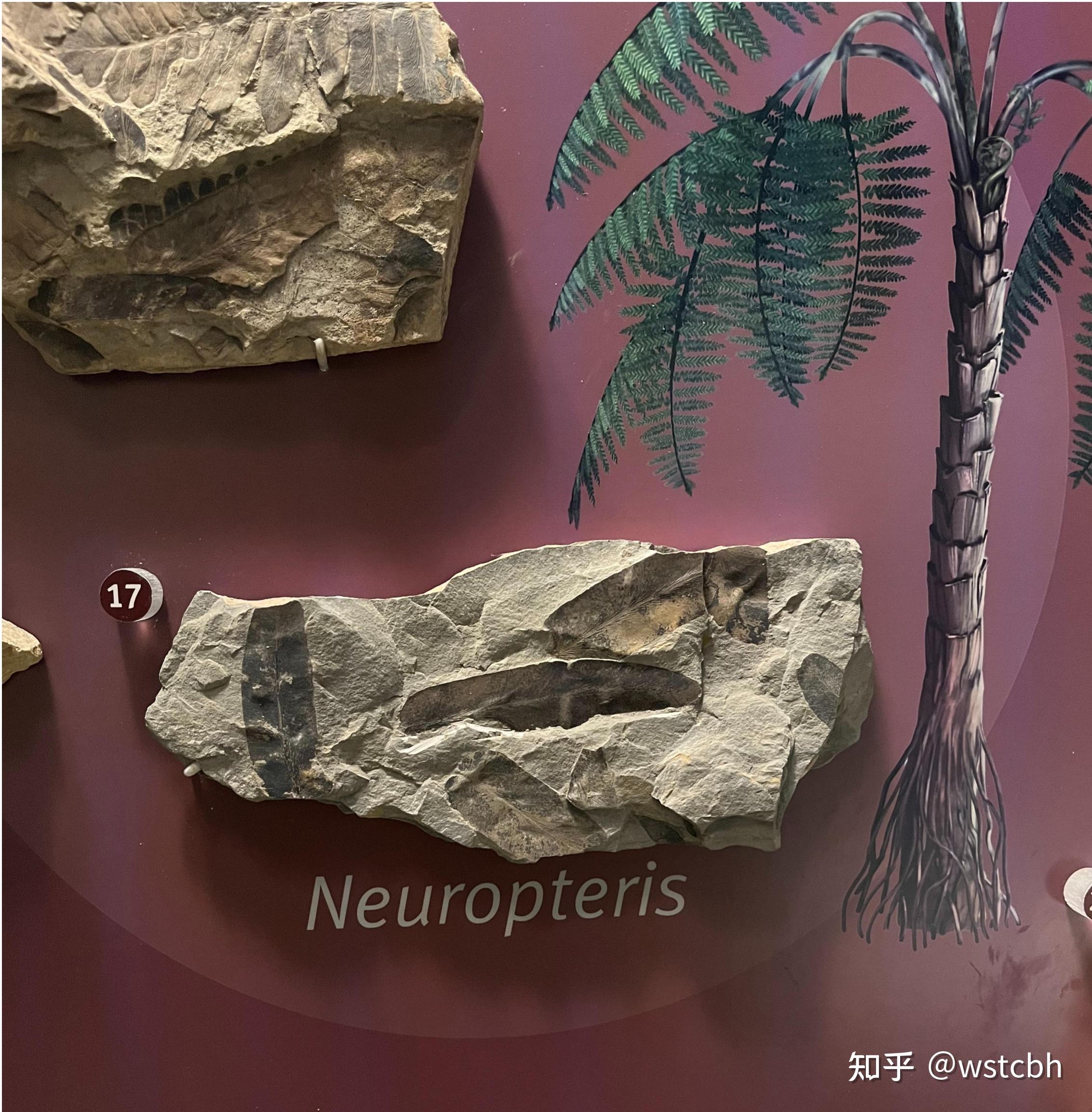 地球发展史？白垩纪，侏罗纪，三叠纪二叠纪。等等！是什么先后顺序？ - 知乎