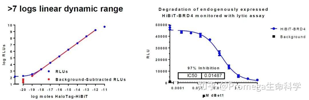 技术 | 使用HiBiT发光多肽标签监测内源水平的蛋白动力学 - 知乎