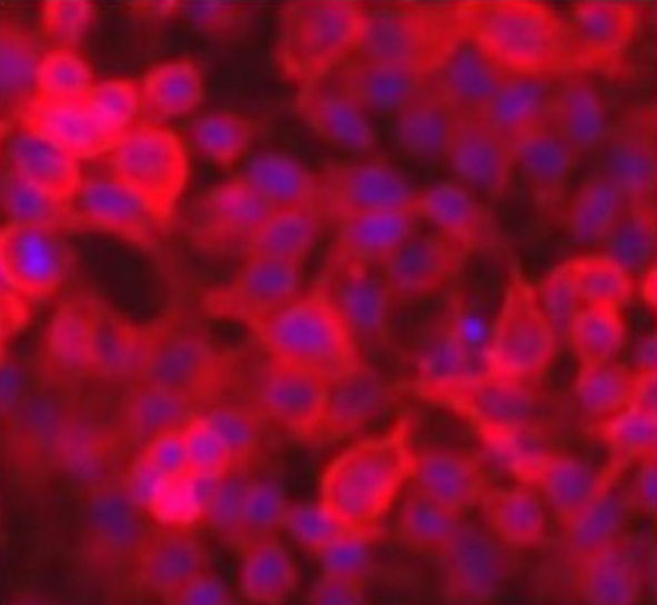 常用的细胞膜探针（DiD,Dir,Dil,Dio） - 知乎