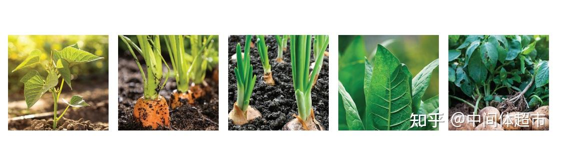 靶向杀虫+抑卵！Bioceres Magnevus通过次生代谢产物双重防控线虫，刷新巴西生物农药效能标准 - 知乎