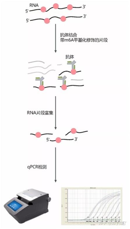 一文读懂：八大RNA m6A甲基化研究核心问题 - 知乎
