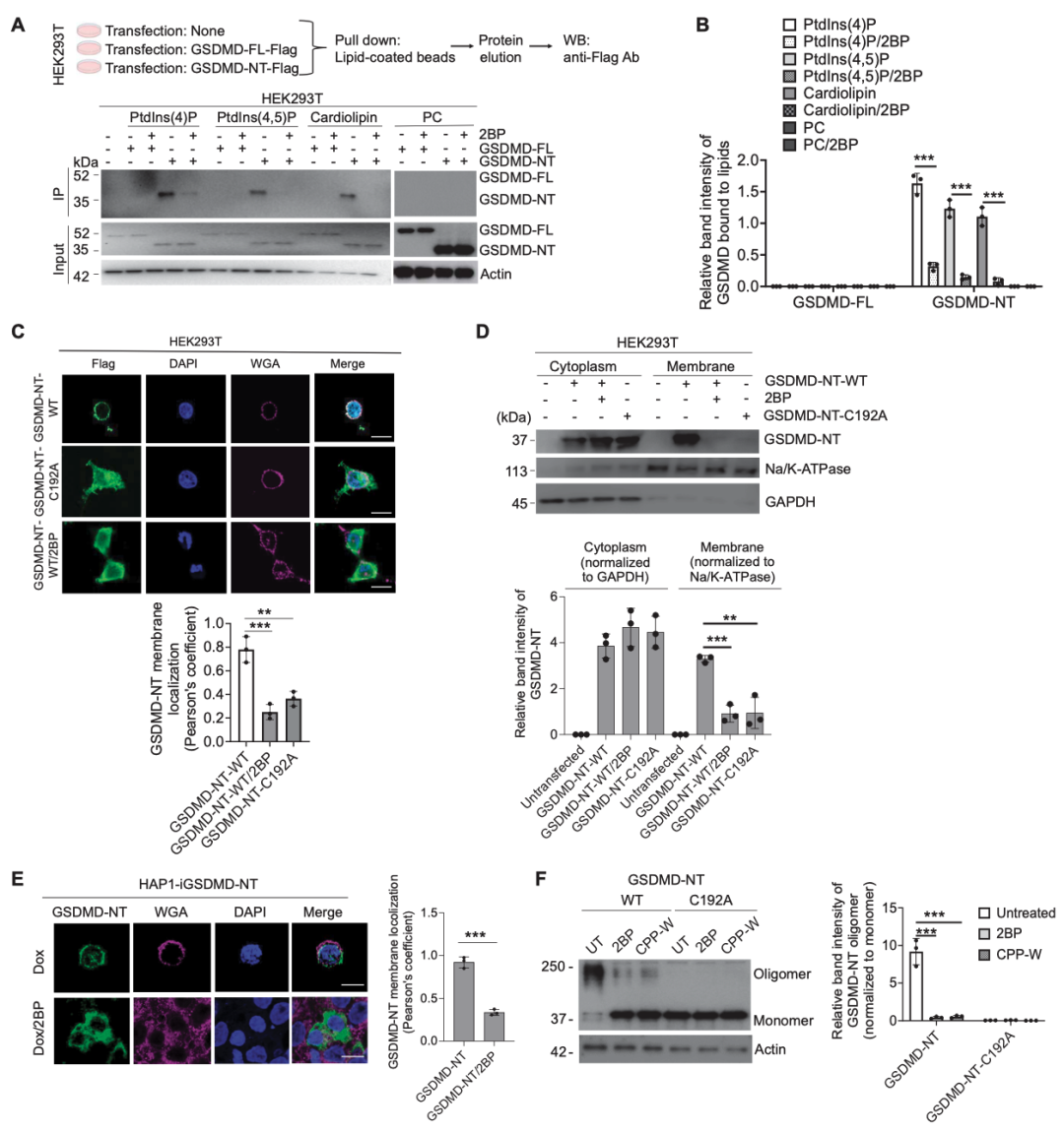 Science Immunology丨GSDMD通过棕榈酰化完成膜移位从而诱导焦亡 - 知乎