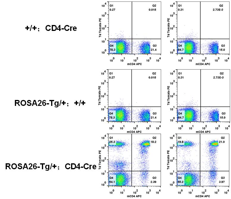 Cre-loxP妙用，可视化mRNA递送 - 知乎