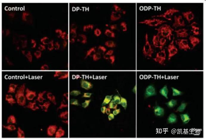 一文带你掌握线粒体膜电位检测试剂盒（JC-1，JC-10） - 知乎
