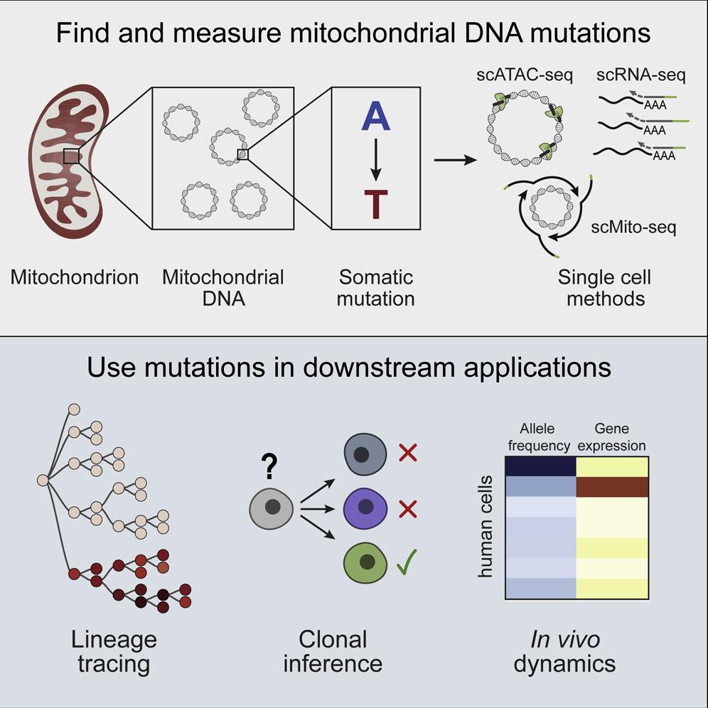 Lineage Tracing in Humans Enabled by Mitochondrial Mutations and Single ...