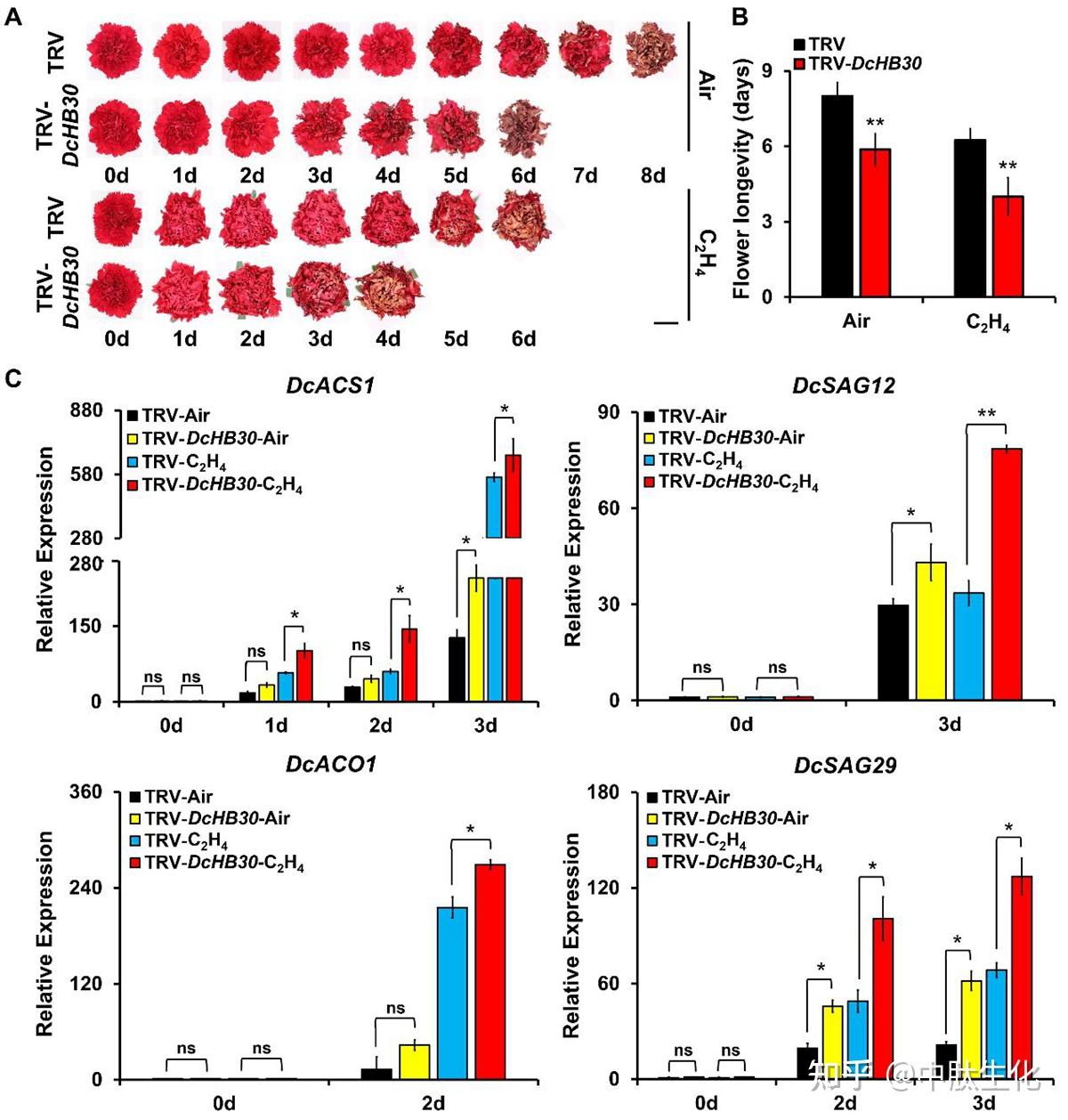 鲜切花采后衰老的转录拮抗调控分子机制研究取得新进展 - 知乎